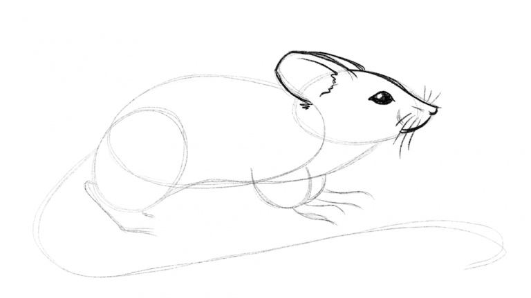 Learn to draw a mouse - Exercise with simple shapes [VIDEO]